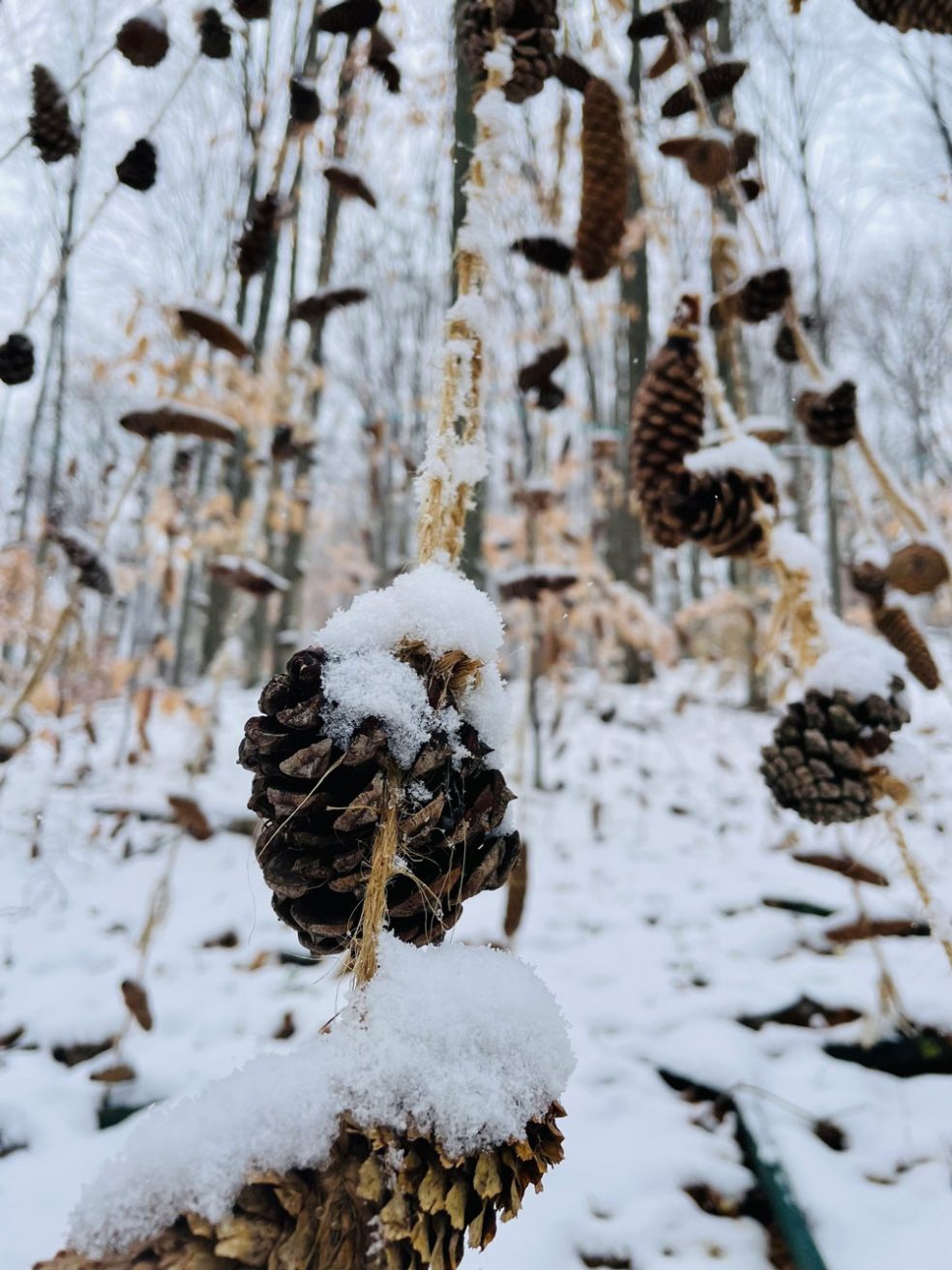 pine-cone-1000 - Michigan Legacy Art Park